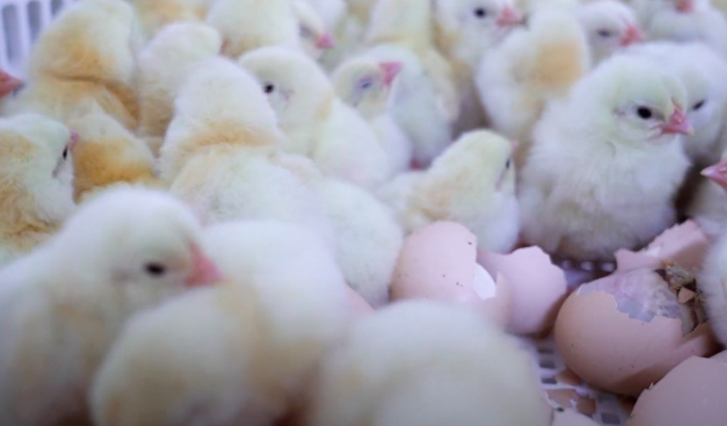 Proceso y logística. Pollitos Broiler - Agripac